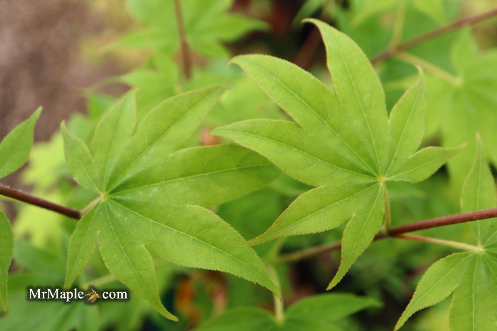 Buy Acer palmatum 'Hogyoku' Japanese Maple — Mr Maple │ Buy Japanese ...