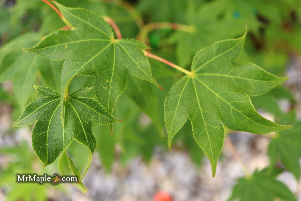 Buy Acer palmatum 'Hogyoku' Japanese Maple — Mr Maple │ Buy Japanese ...