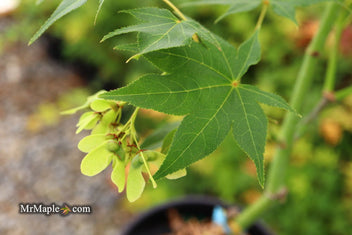 Buy Acer palmatum 'Hogyoku' Japanese Maple — Mr Maple │ Buy Japanese ...