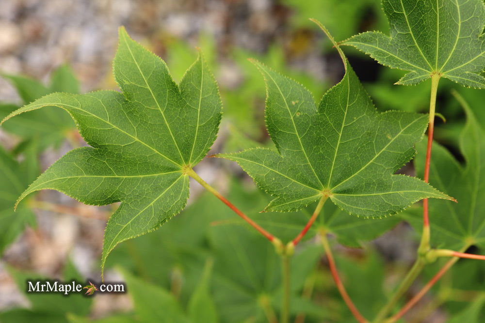 Buy Acer palmatum 'Hogyoku' Japanese Maple — Mr Maple │ Buy Japanese ...
