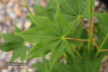 Buy Acer palmatum 'Hogyoku' Japanese Maple — Mr Maple │ Buy Japanese ...