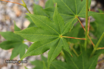 Buy Acer palmatum 'Hogyoku' Japanese Maple — Mr Maple │ Buy Japanese ...
