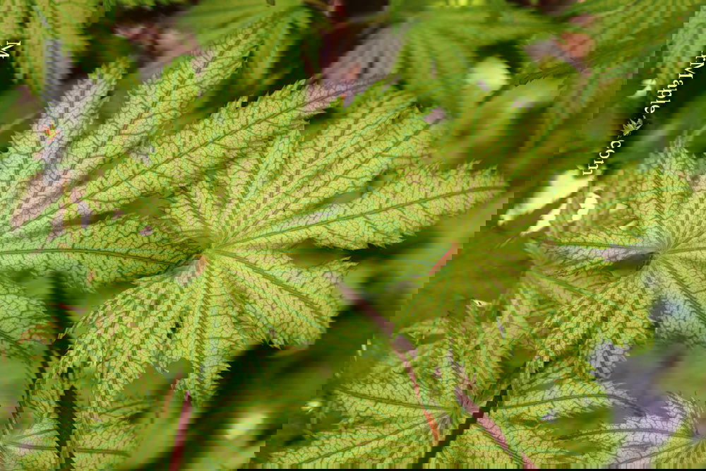 Buy Acer palmatum 'Holy Ghost' Japanese Maple — Mr Maple │ Buy Japanese ...