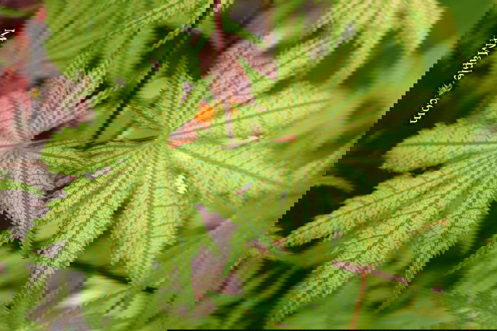 Buy Acer palmatum 'Holy Ghost' Japanese Maple — Mr Maple │ Buy Japanese ...