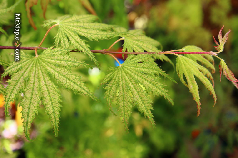 Buy Acer palmatum 'Holy Ghost' Japanese Maple — Mr Maple │ Buy Japanese ...