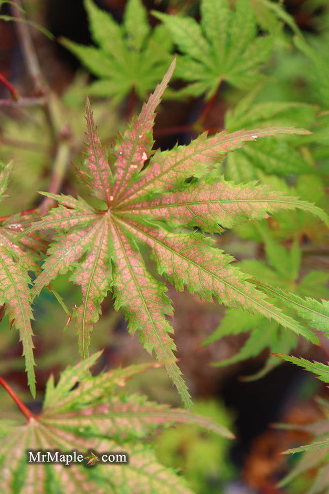 Buy Acer palmatum 'Holy Ghost' Japanese Maple — Mr Maple │ Buy Japanese ...