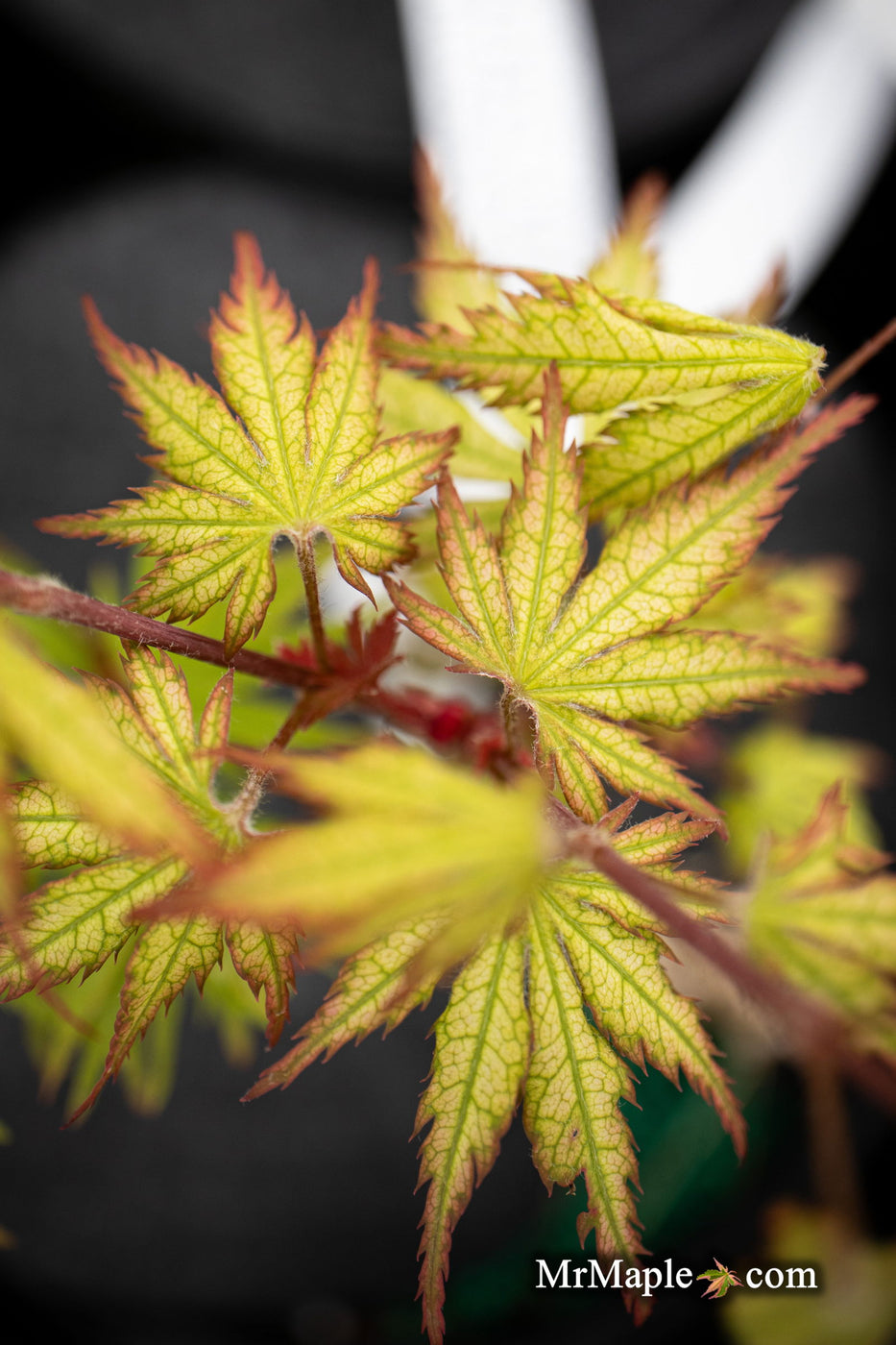 Buy Acer palmatum 'Holy Ghost' Japanese Maple — Mr Maple │ Buy Japanese ...
