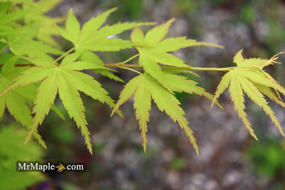 Buy Green Japanese Maples — Mr Maple │ Buy Japanese Maple Trees