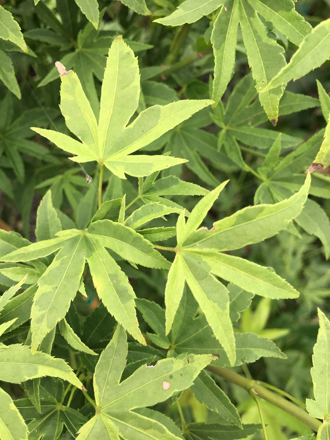 Buy Acer palmatum 'Hoshi kuzu' Variegated Japanese Maple — Mr Maple ...