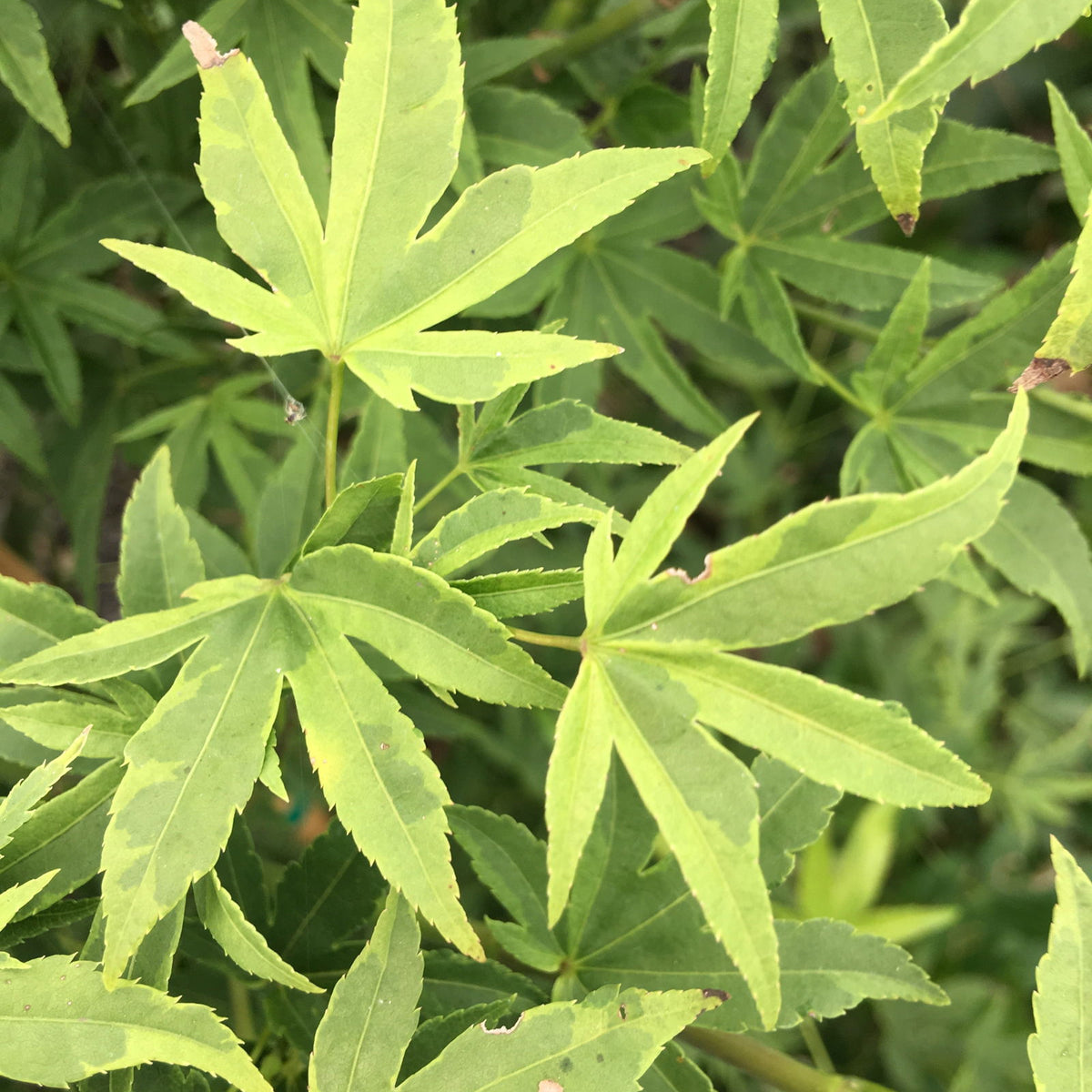 Buy Acer palmatum 'Hoshi kuzu' Variegated Japanese Maple — Mr Maple ...