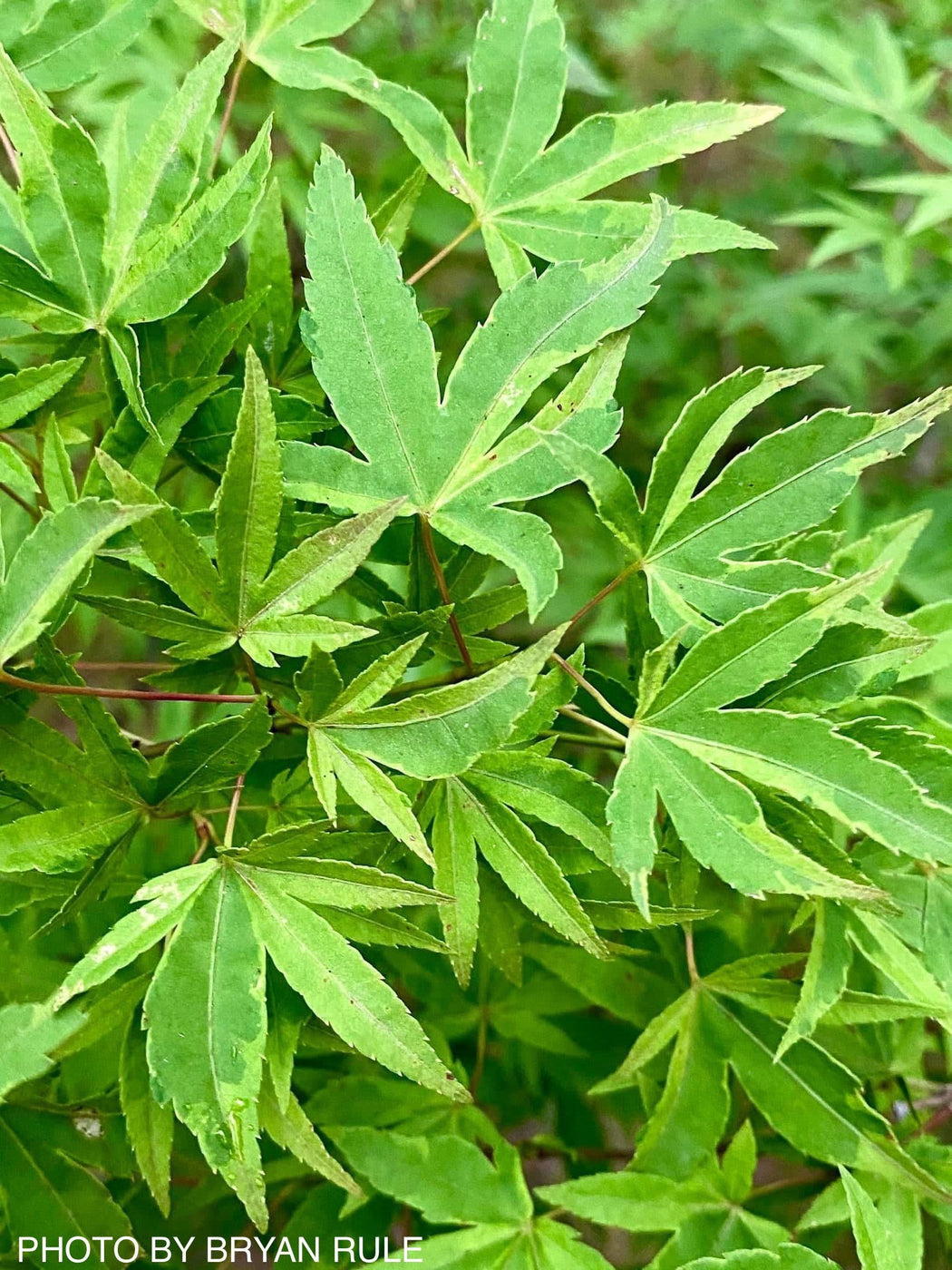 Buy Acer palmatum 'Hoshi kuzu' Variegated Japanese Maple — Mr Maple ...