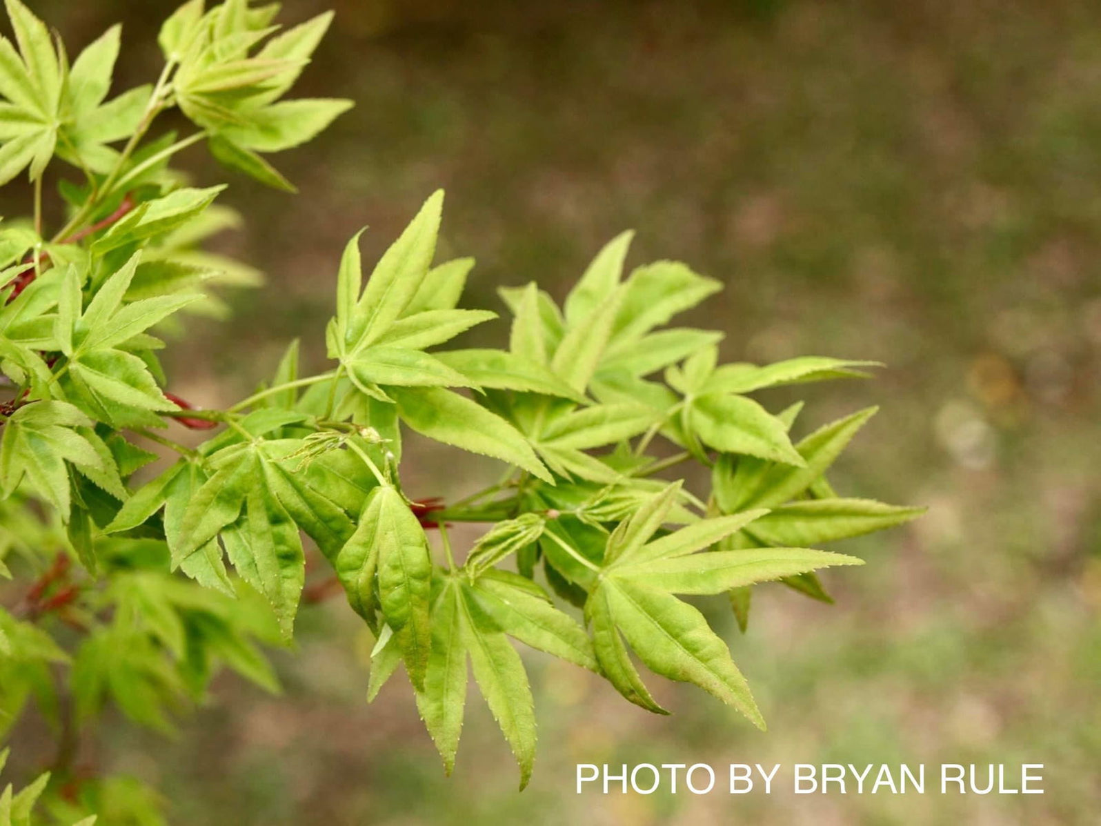 Buy Acer palmatum 'Hoshi kuzu' Variegated Japanese Maple — Mr Maple ...