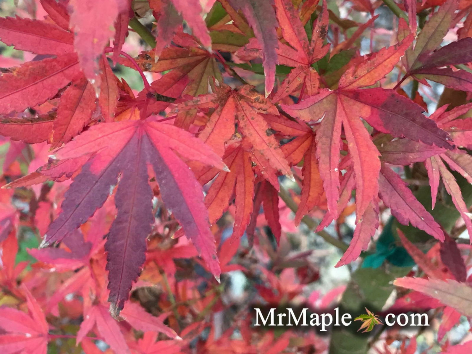Buy Acer palmatum 'Hoshi kuzu' Variegated Japanese Maple — Mr Maple ...