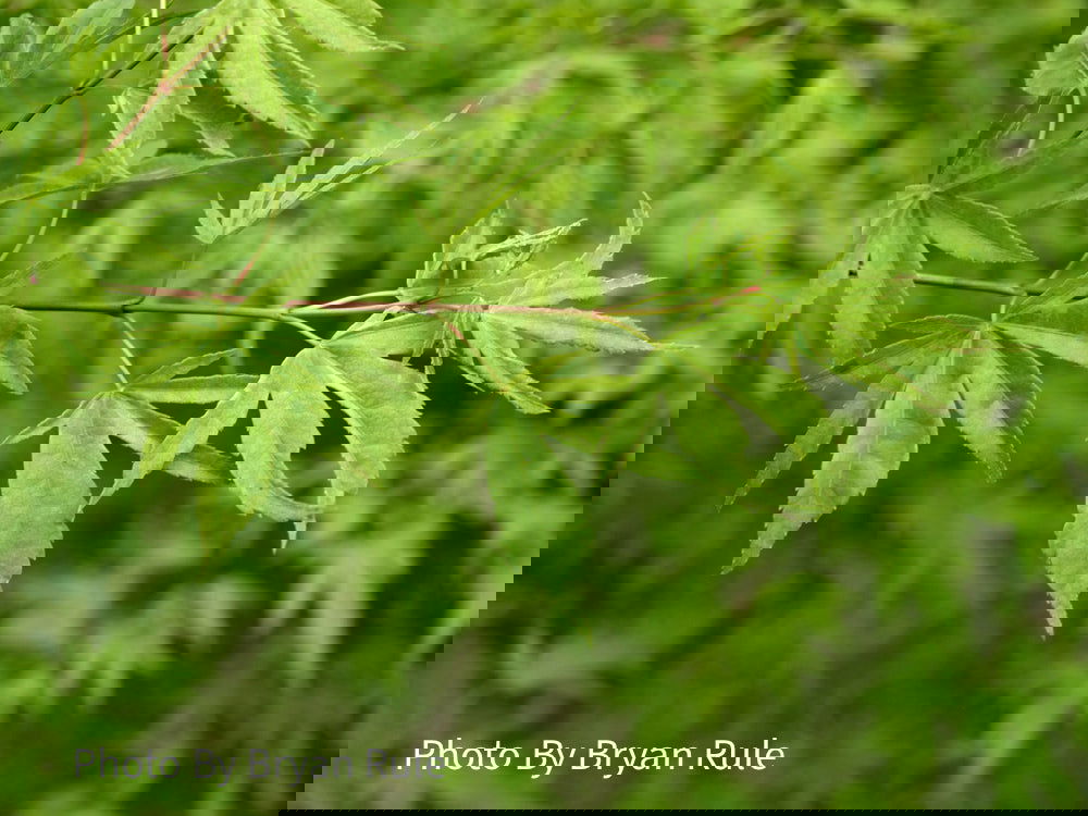 Buy Acer palmatum 'Hoshi kuzu' Variegated Japanese Maple — Mr Maple ...