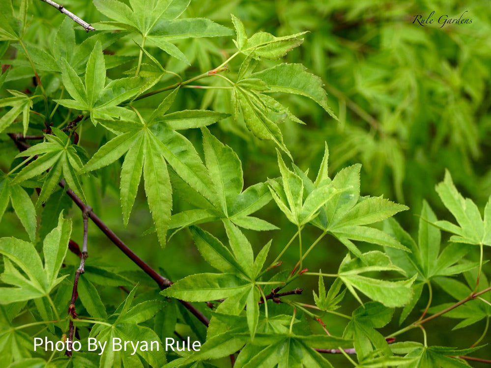 Buy Acer palmatum 'Hoshi kuzu' Variegated Japanese Maple — Mr Maple ...