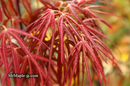 Buy Acer palmatum 'Hubb's Red Willow' Japanese Maple — Mr Maple │ Buy ...