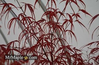 Buy Acer palmatum 'Hubb's Red Willow' Japanese Maple — Mr Maple │ Buy ...