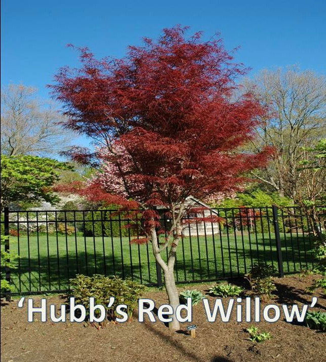 Buy Acer palmatum 'Hubb's Red Willow' Japanese Maple — Mr Maple │ Buy ...