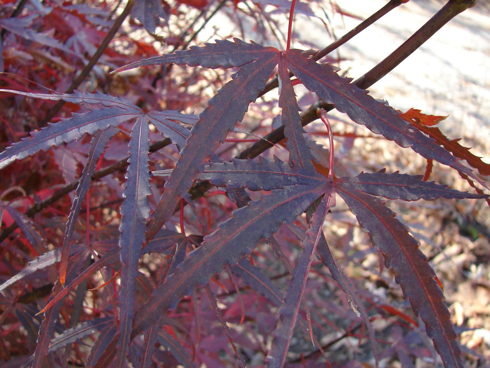 Buy Acer palmatum 'Hubb's Red Willow' Japanese Maple — Mr Maple │ Buy ...