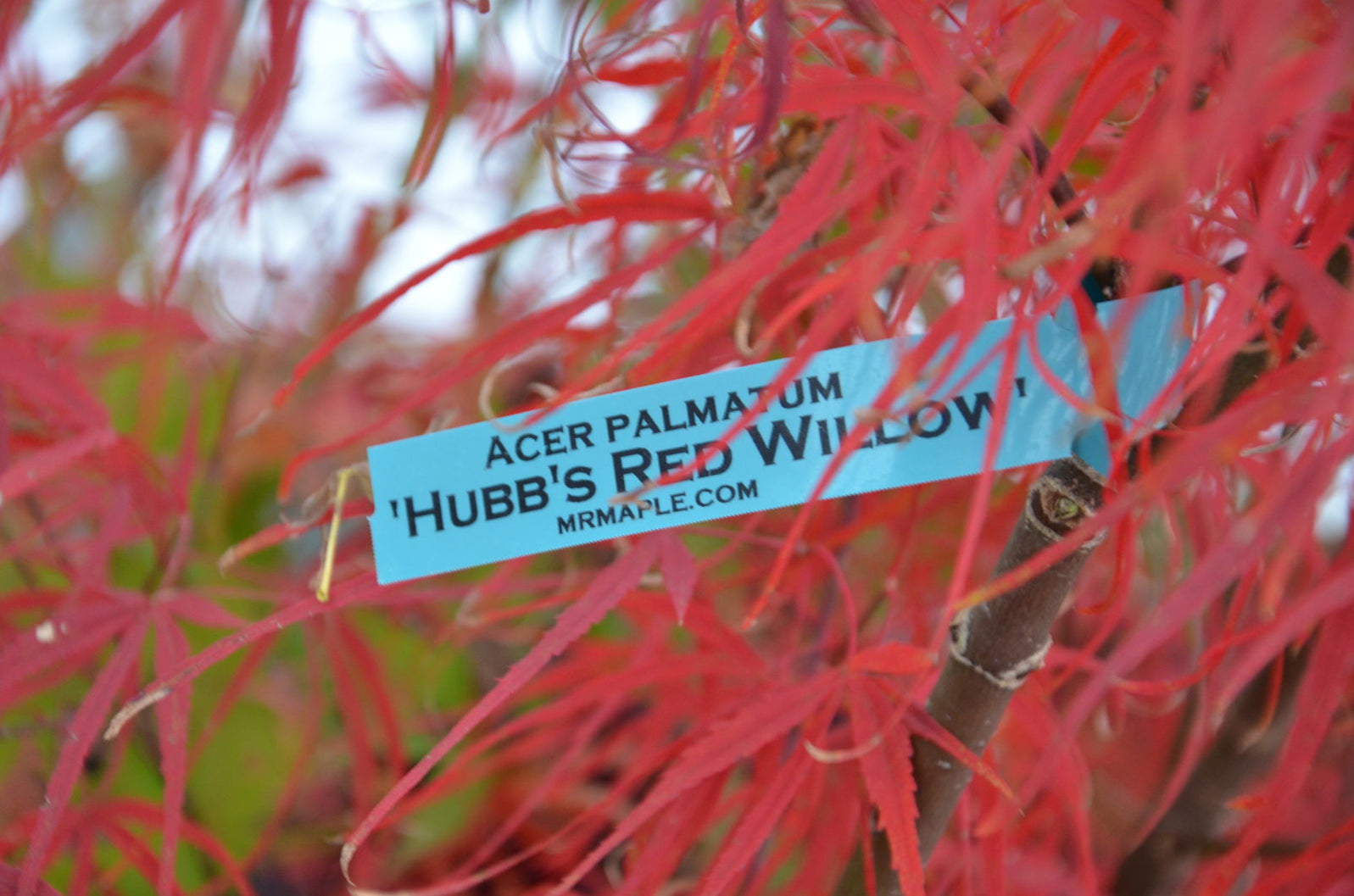 Buy Acer palmatum 'Hubb's Red Willow' Japanese Maple — Mr Maple │ Buy ...