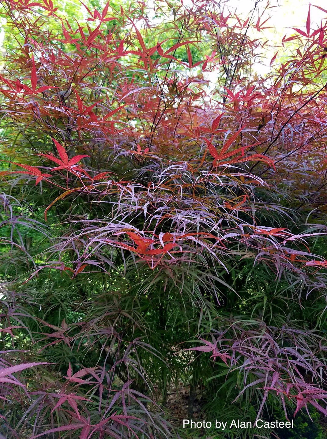 Buy Acer palmatum 'Hubb's Red Willow' Japanese Maple — Mr Maple │ Buy ...