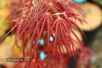 Buy Acer palmatum 'Hubb's Red Willow' Japanese Maple — Mr Maple │ Buy ...