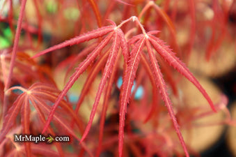 Buy Acer palmatum 'Hubb's Red Willow' Japanese Maple — Mr Maple │ Buy ...