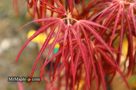 Buy Acer palmatum 'Hubb's Red Willow' Japanese Maple — Mr Maple │ Buy ...