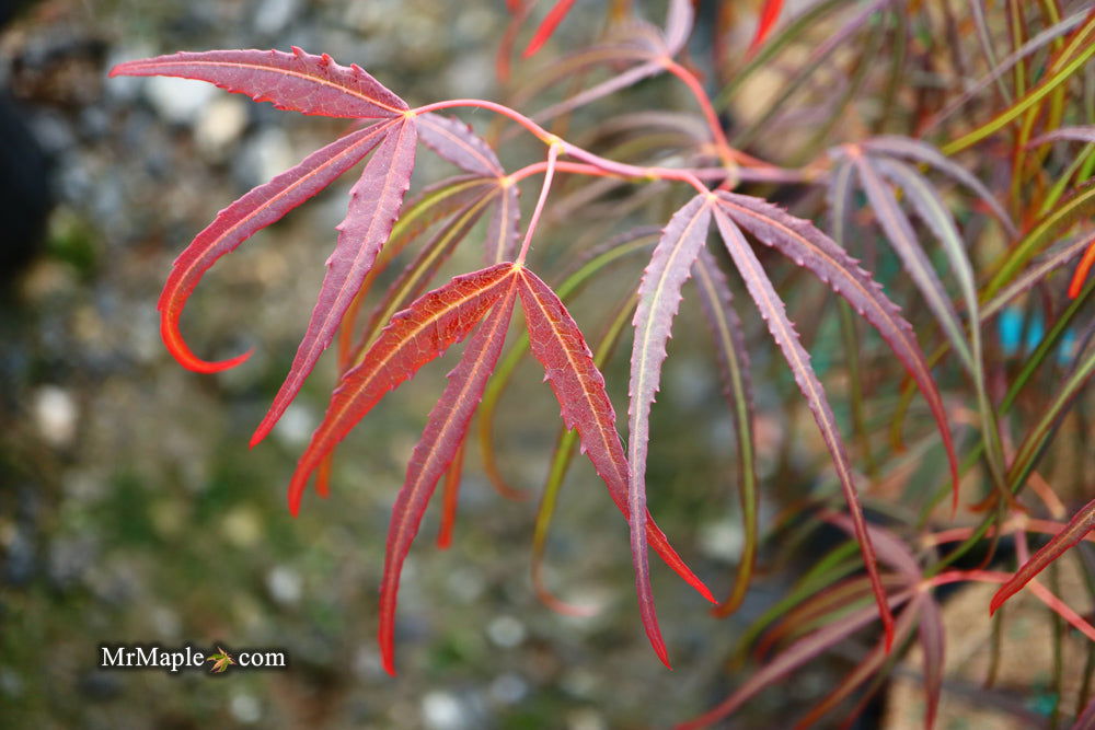 Buy Acer palmatum 'Hubbs Red Willow' Japanese Maple — Mr Maple │ Buy ...