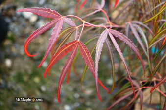 Buy Acer palmatum 'Hubb's Red Willow' Japanese Maple — Mr Maple │ Buy ...