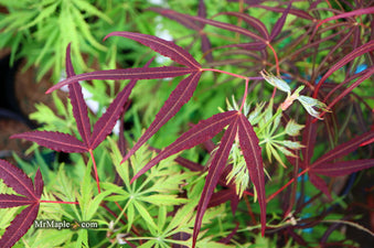 Buy Acer palmatum 'Hubb's Red Willow' Japanese Maple — Mr Maple │ Buy ...