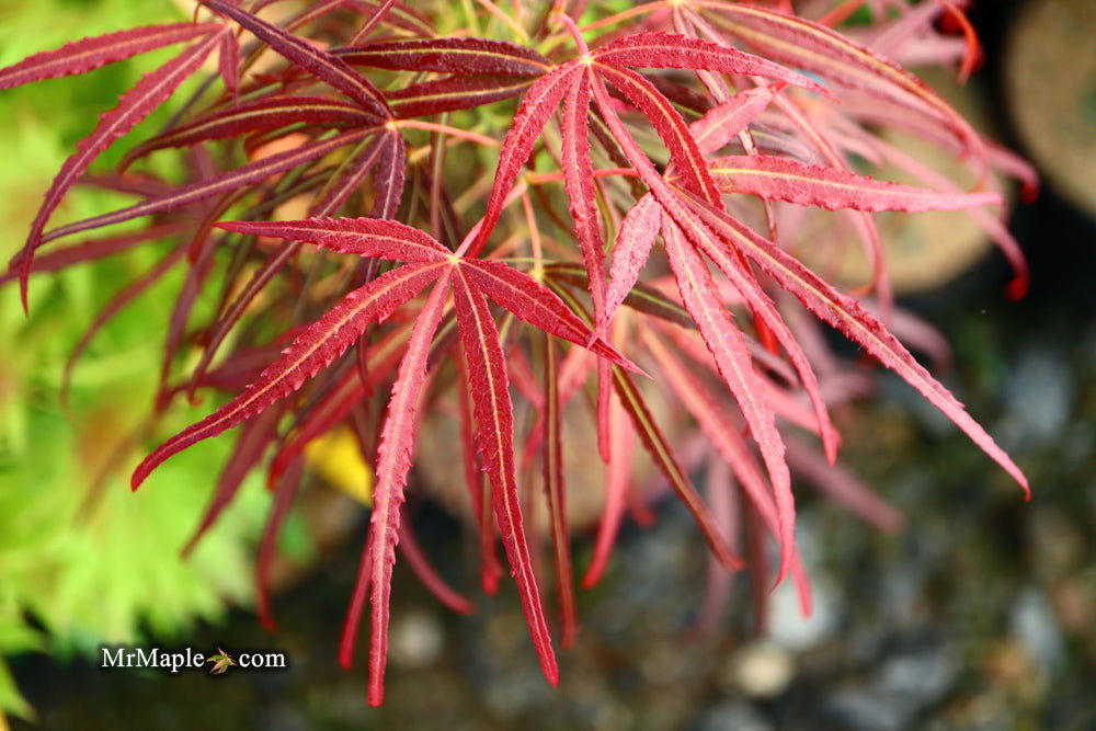 Buy Acer palmatum 'Hubbs Red Willow' Japanese Maple — Mr Maple │ Buy ...