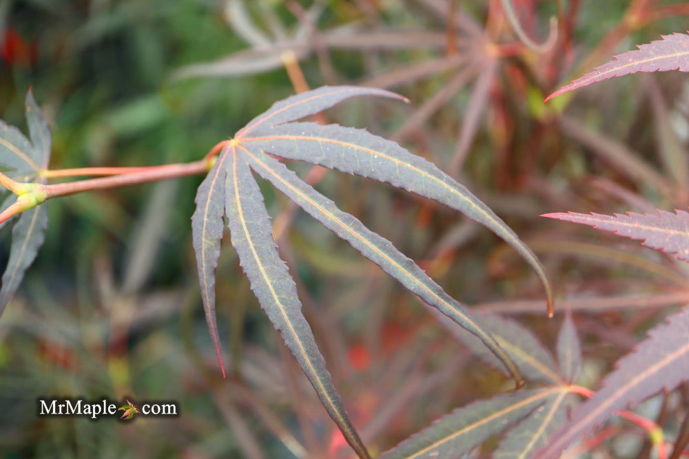 Buy Acer palmatum 'Hubbs Red Willow' Japanese Maple — Mr Maple │ Buy ...