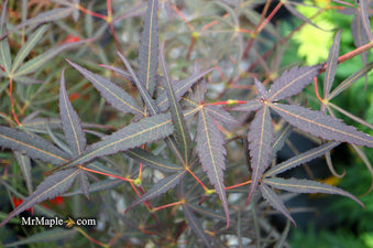 Buy Acer palmatum 'Hubb's Red Willow' Japanese Maple — Mr Maple │ Buy ...