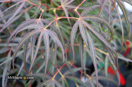 Buy Acer palmatum 'Hubb's Red Willow' Japanese Maple — Mr Maple │ Buy ...