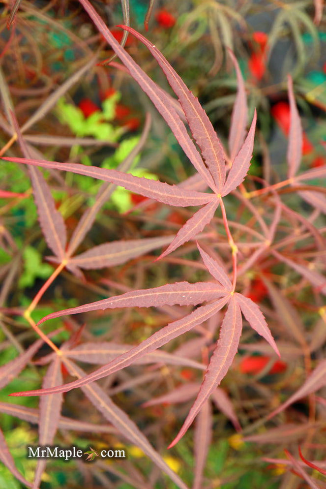 Buy Acer palmatum 'Hubb's Red Willow' Japanese Maple — Mr Maple │ Buy ...