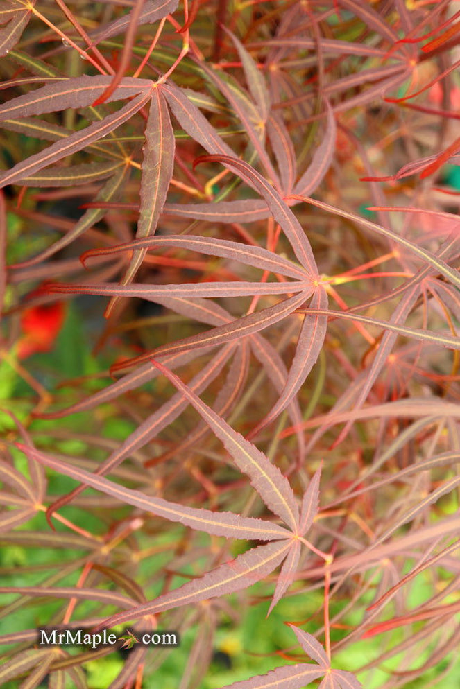 Buy Acer palmatum 'Hubb's Red Willow' Japanese Maple — Mr Maple │ Buy ...