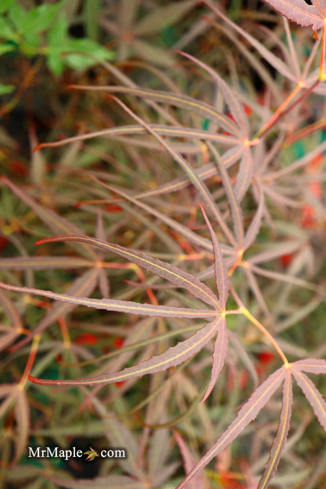 Buy Acer palmatum 'Hubb's Red Willow' Japanese Maple — Mr Maple │ Buy ...