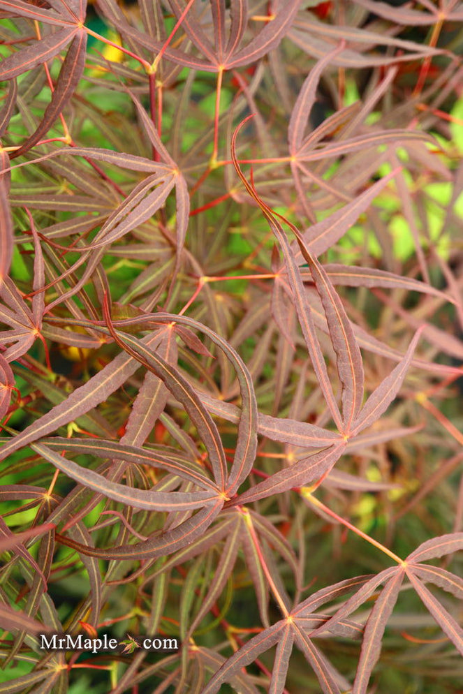 Buy Acer palmatum 'Hubb's Red Willow' Japanese Maple — Mr Maple │ Buy ...