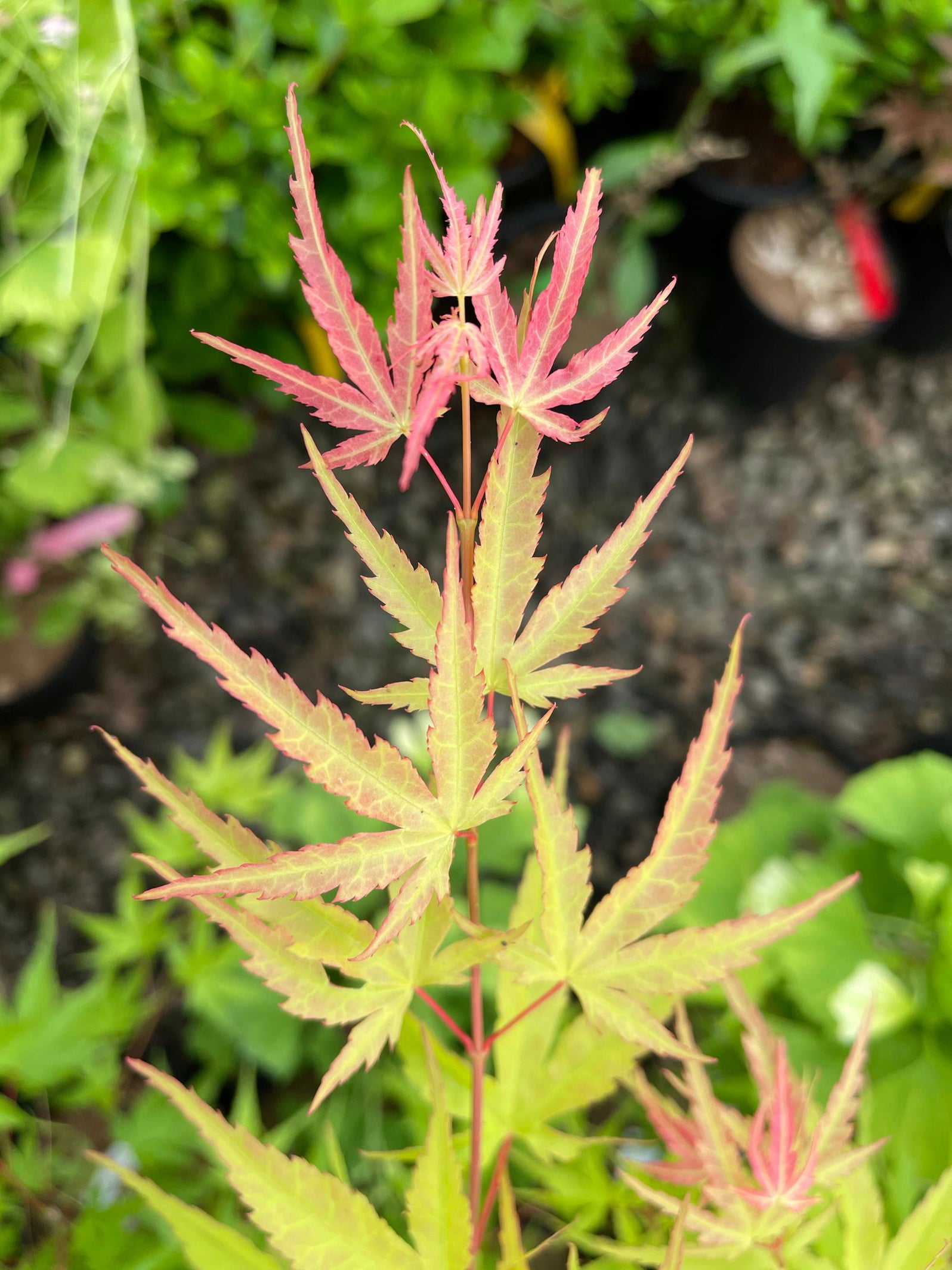 Buy Acer palmatum 'Hubble's Super Cork' Pinebark Japanese Maple — Mr ...