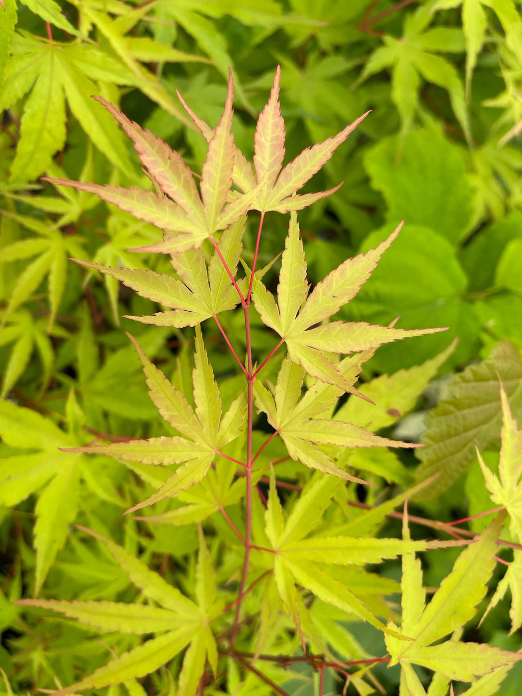 Buy Acer palmatum 'Hubble's Super Cork' Pinebark Japanese Maple — Mr ...