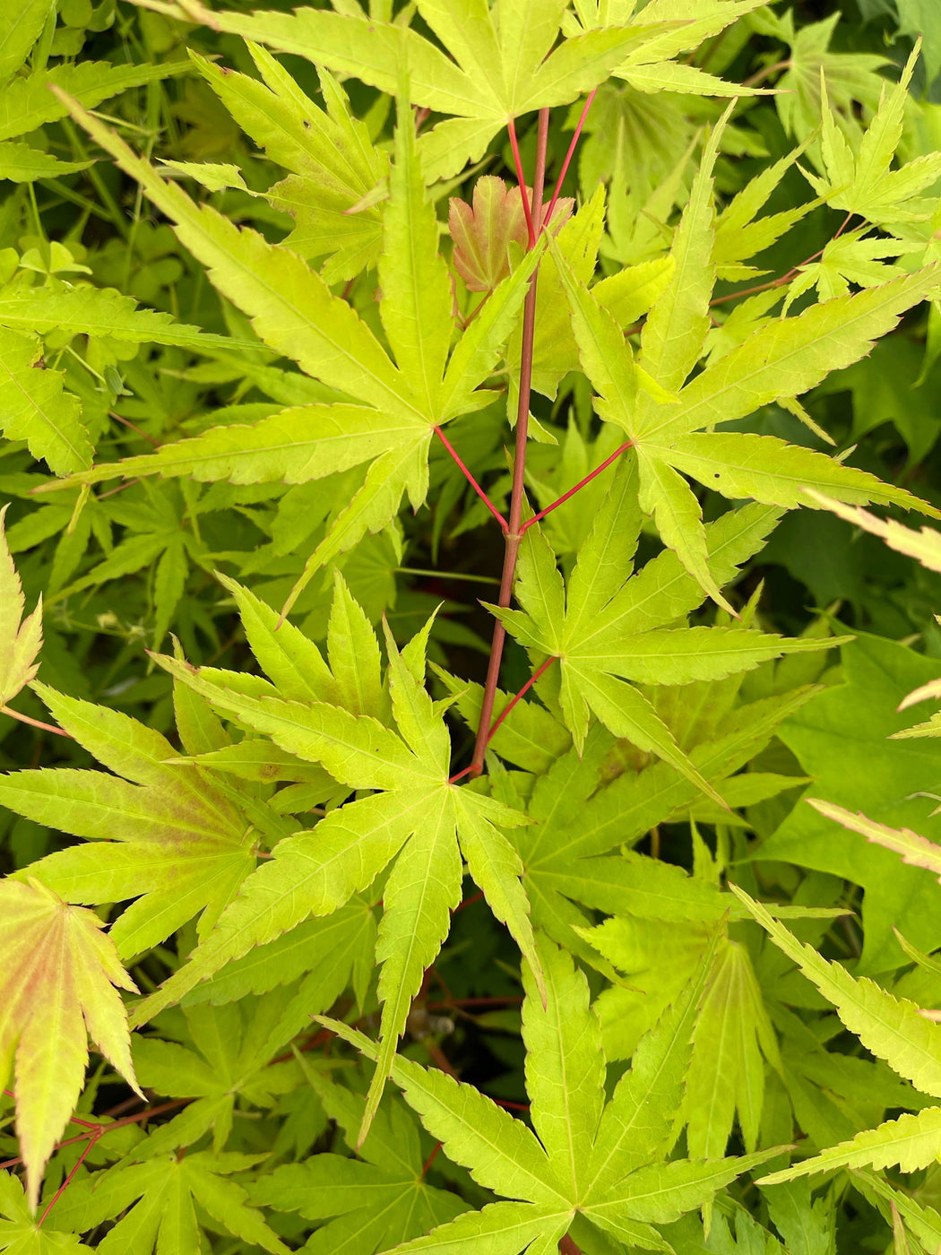 Buy Acer palmatum 'Hubble's Super Cork' Pinebark Japanese Maple — Mr ...