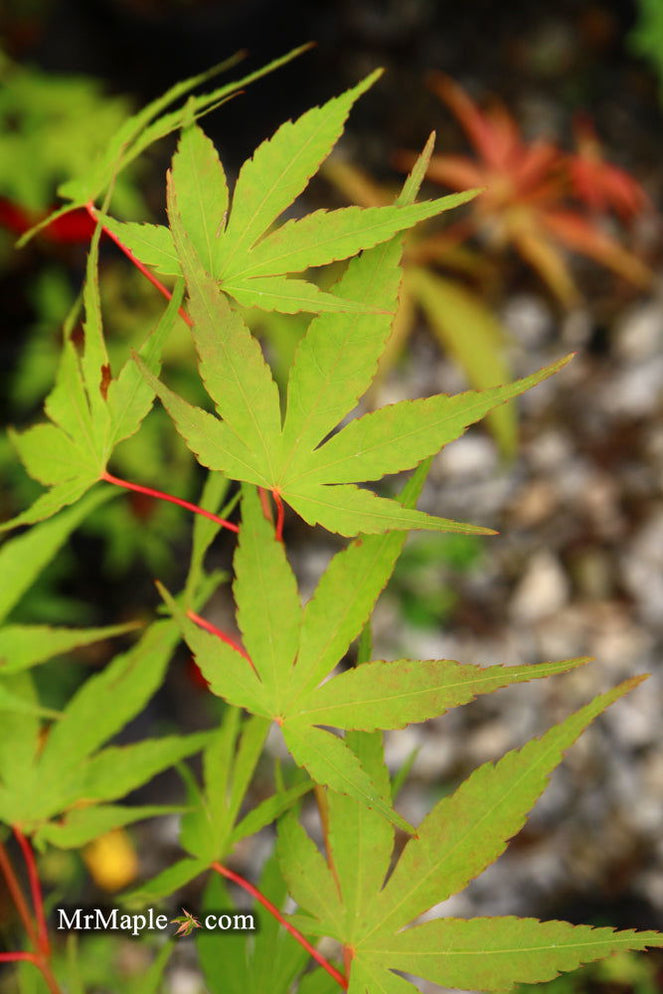 Buy Acer palmatum 'Hubble's Super Cork' Pinebark Japanese Maple — Mr ...