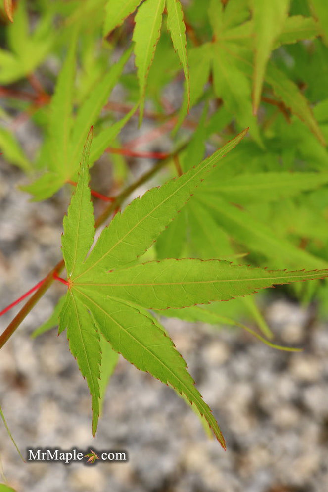 Buy Acer palmatum 'Hubble's Super Cork' Pinebark Japanese Maple — Mr ...