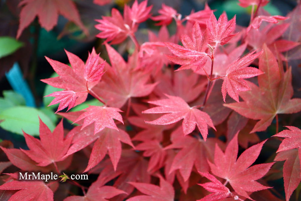 Buy Dwarf Japanese Maples — Mr Maple │ Buy Japanese Maple Trees