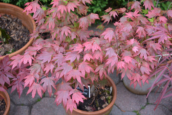 Buy Acer palmatum 'In The Pink' Dwarf Red Japanese Maple Tree — Mr ...