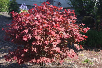 Buy Acer palmatum 'In The Pink' Dwarf Red Japanese Maple Tree — Mr ...
