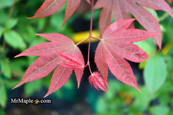 Buy Acer palmatum 'In The Pink' Dwarf Red Japanese Maple Tree — Mr ...