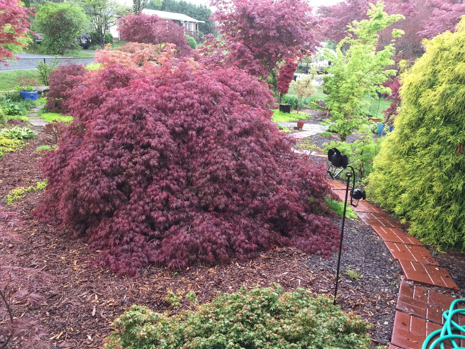 Buy Acer palmatum dissectum 'Inaba shidare' Japanese Maple — Mr Maple ...