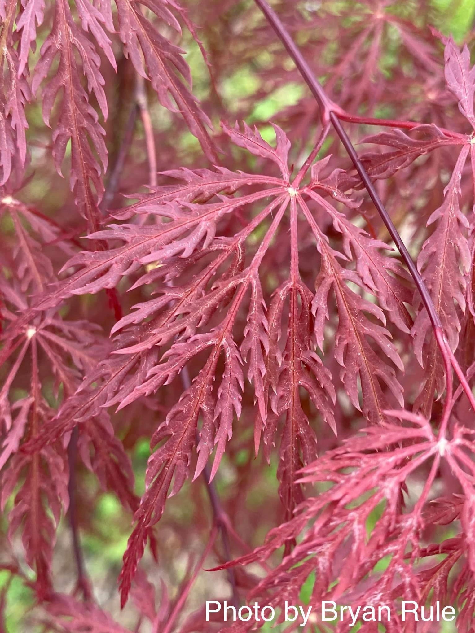 Buy Acer palmatum dissectum 'Inaba shidare' Japanese Maple — Mr Maple ...